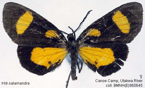 Papua Insects Foundation (Lepidoptera/Geometridae(Ennominae)/Ctimene ...